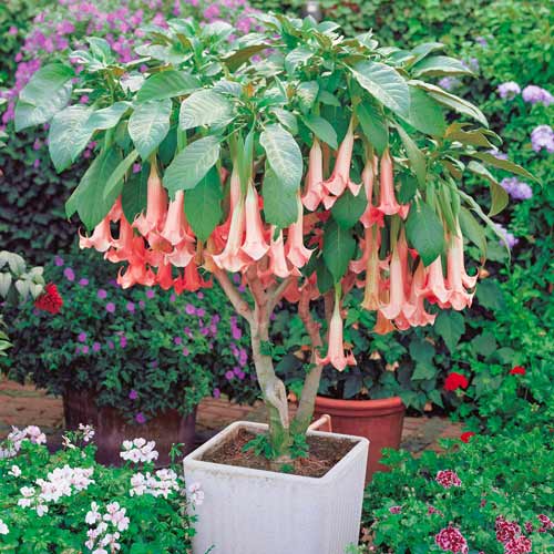brugmansia